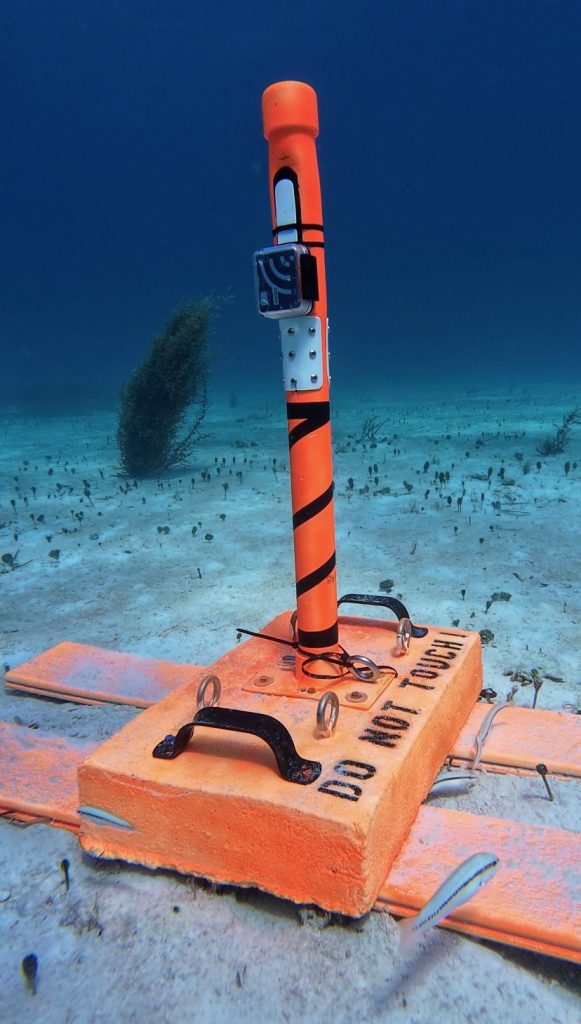 Wild Dolphin Project – The Hydromoth- a Passive Acoustic Monitoring Device