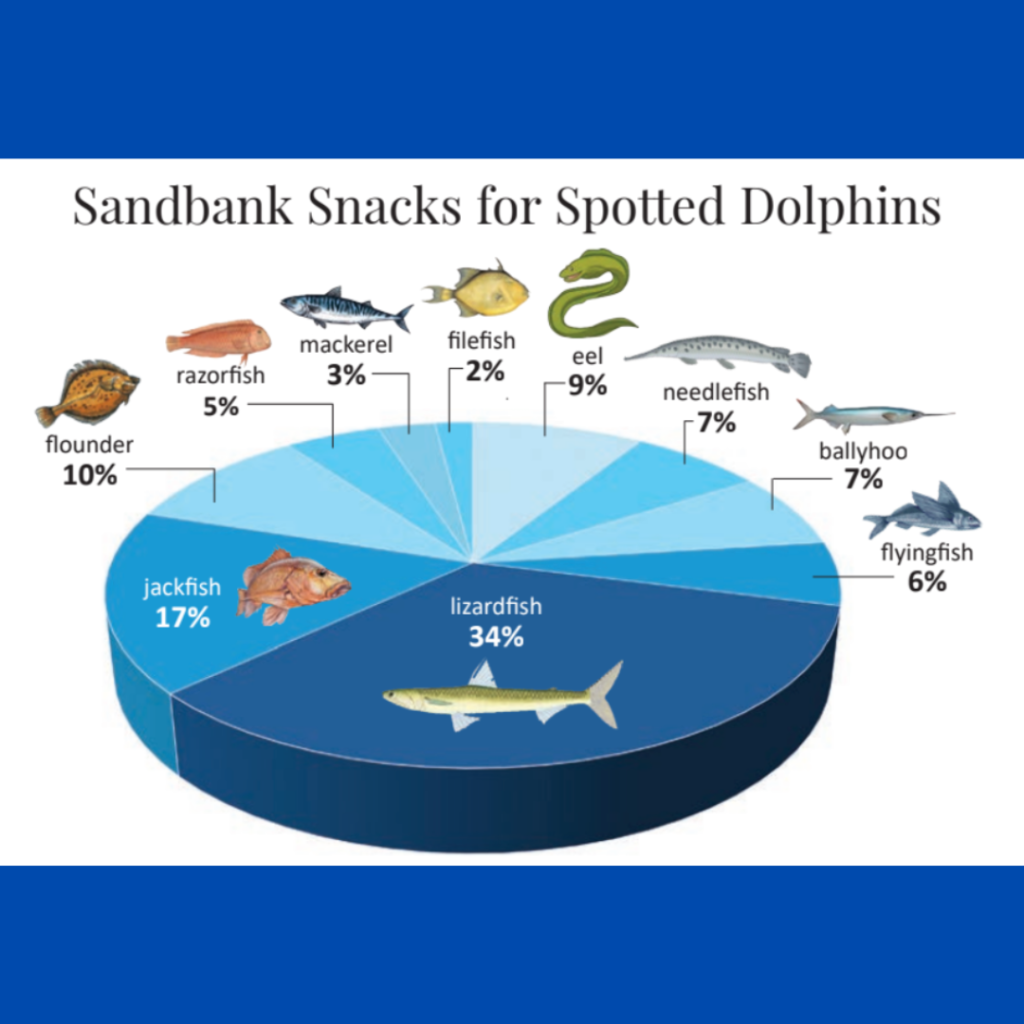 Wild Dolphin Project – Diets of Dolphins, Whales, and More