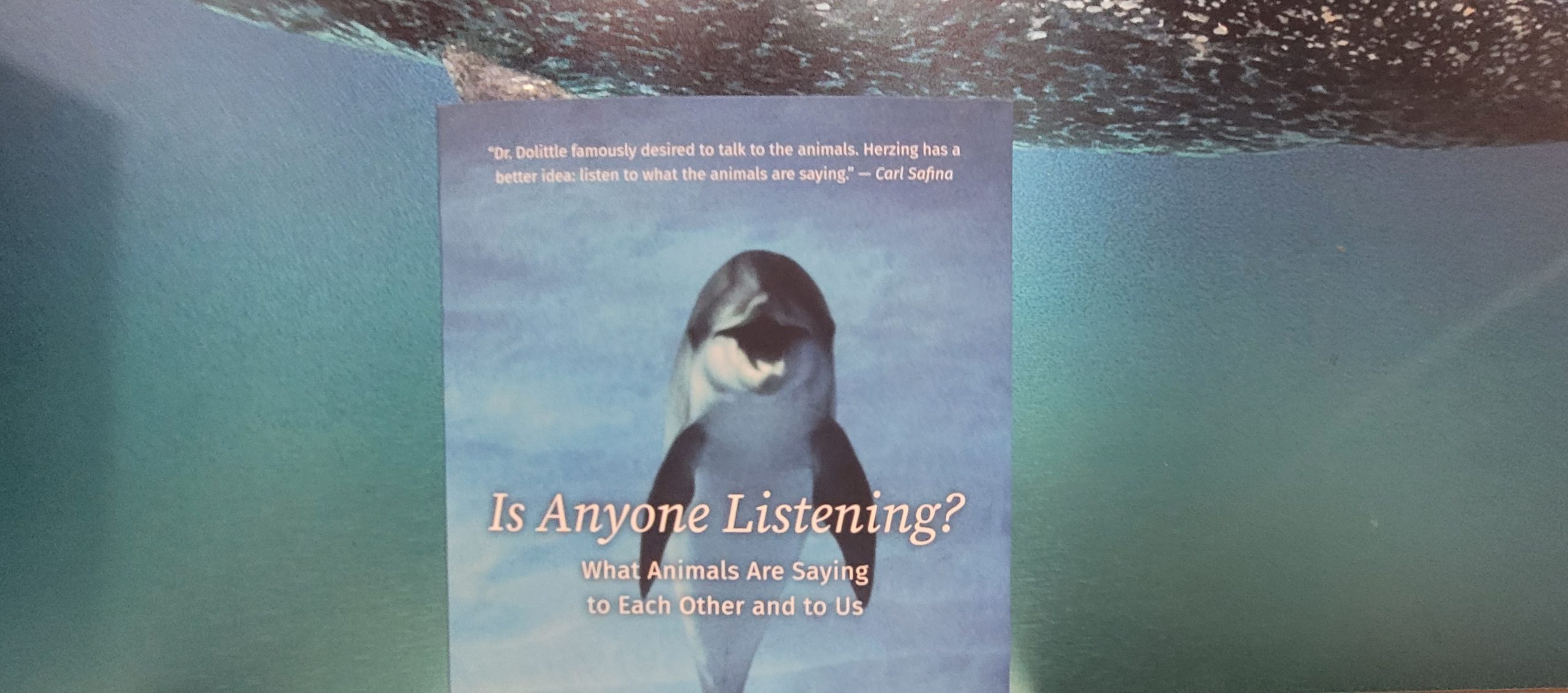 Home - Wild Dolphin Project