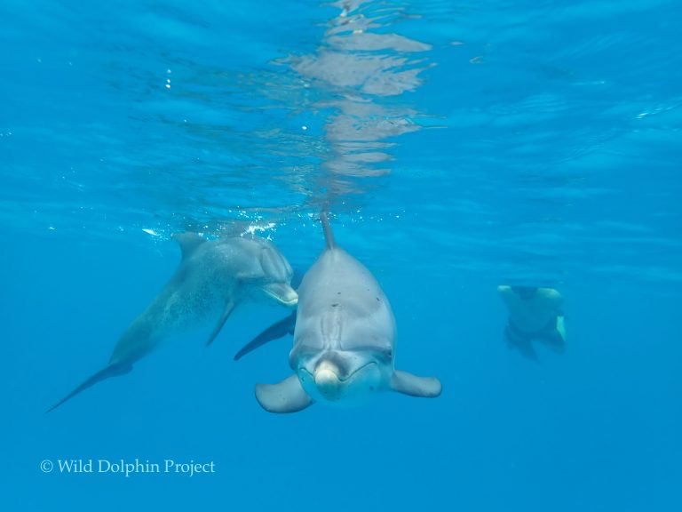 Wild Dolphin Project – How Families Can Help Save Wild Dolphins in 2025 ...
