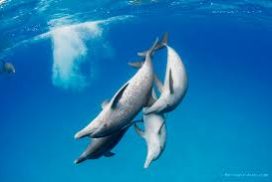 Wild Dolphin Project – Dolphin Social Lives and Relationships