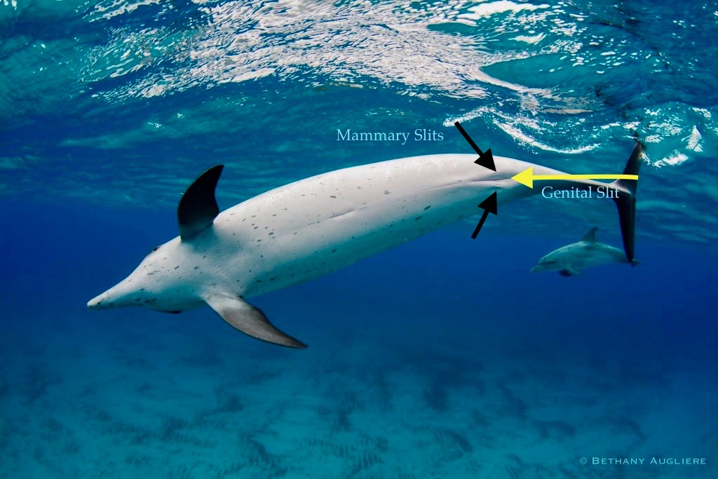Wild Dolphin Project – From Calf to Spotted Adult: The Life Cycle of an ...