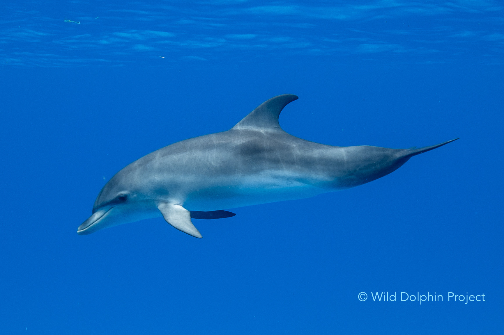 Wild Dolphin Project – From Calf to Spotted Adult: The Life Cycle of an ...