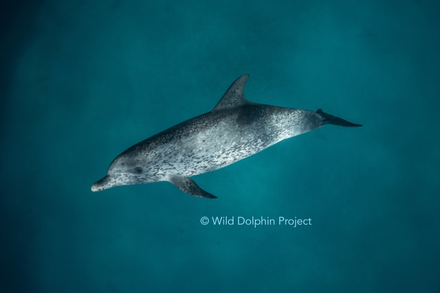 Wild Dolphin Project – From Calf to Spotted Adult: The Life Cycle of an Atlantic Spotted Dolphin