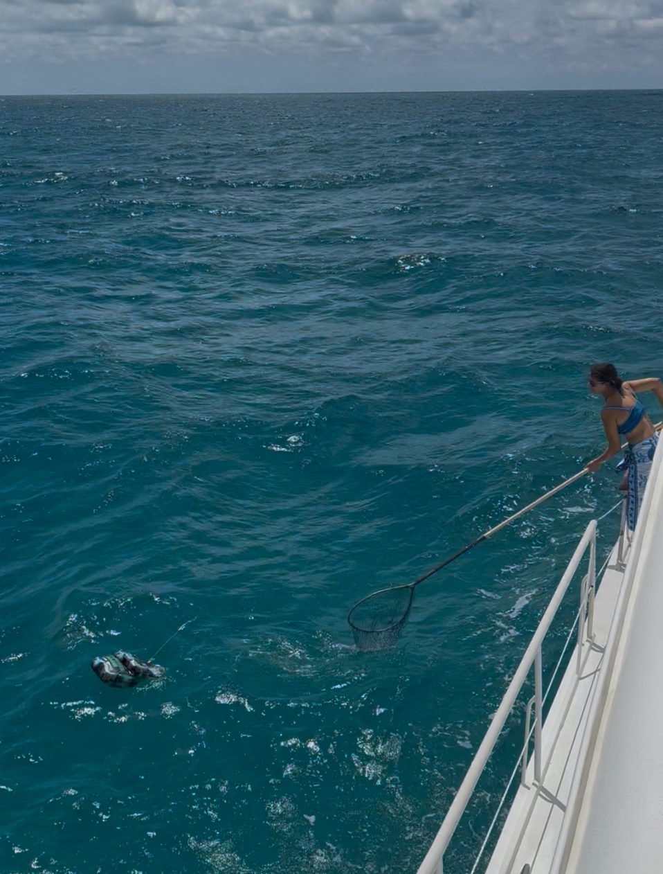 Wild Dolphin Project – 12 Ways to Save Dolphins